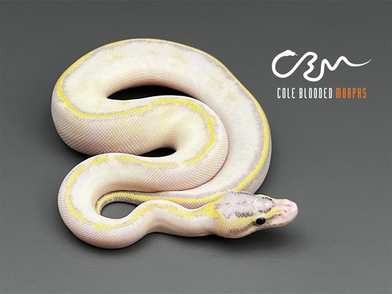 Super Pastel Ivory Ball Python by Cole Blooded Morphs