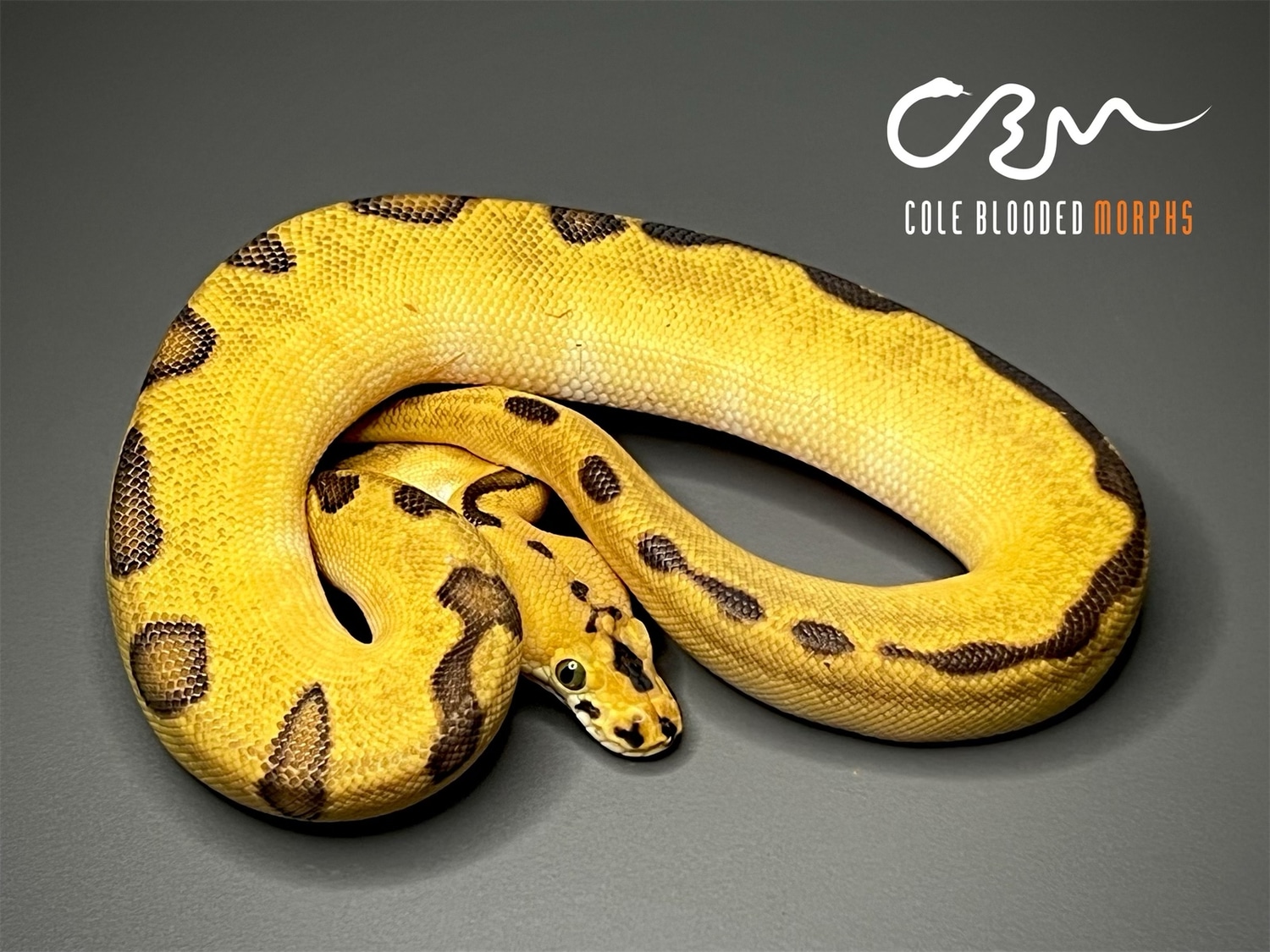 Cole Blooded Morphs's Collection - MorphMarket