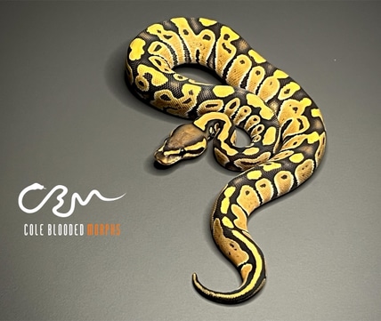 Crypton Ultramel 66% Het Pied Ball Python by Cole Blooded Morphs ...