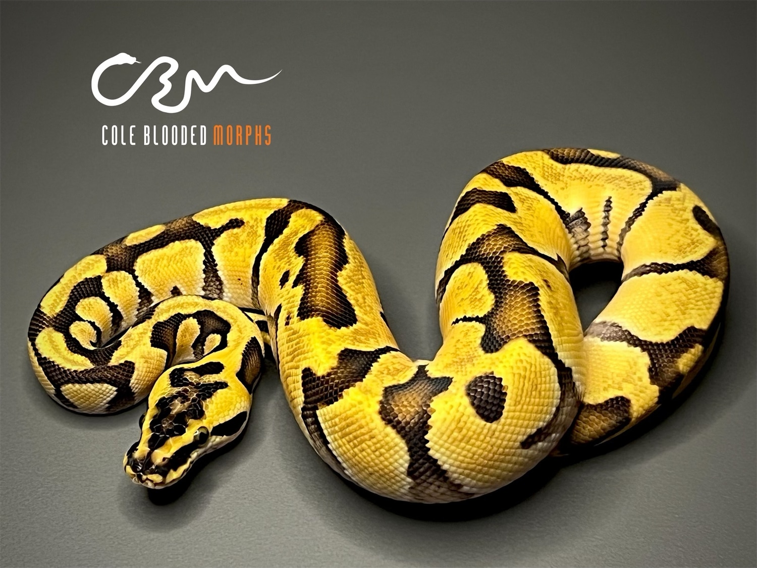 Super Enchi Chocolate Pastel 66% Double Het Hypo Clown Ball Python by ...