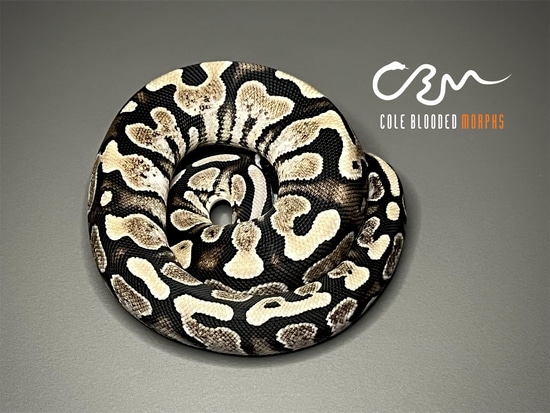 Calico Black Axanthic Ball Python by Cole Blooded Morphs