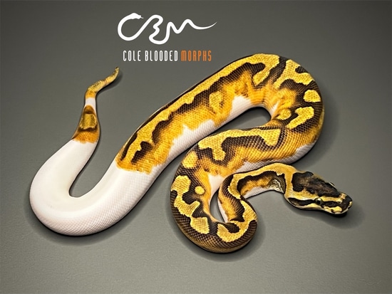 Enchi Pied 66% Het Clown *Free Shipping* Ball Python by Cole Blooded Morphs