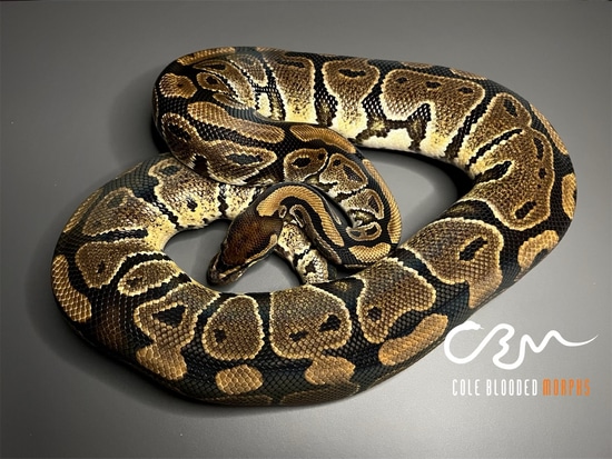 100% Het Black Axanthic Ball Python by Cole Blooded Morphs