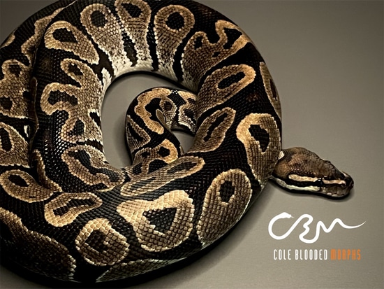 Black Axanthic Ball Python by Cole Blooded Morphs
