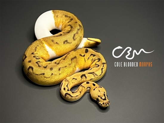 Enchi Pastel Clown Pied Ball Python by Cole Blooded Morphs