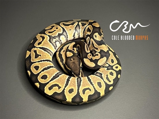 Hypo 66% Het Monsoon Ball Python by Cole Blooded Morphs