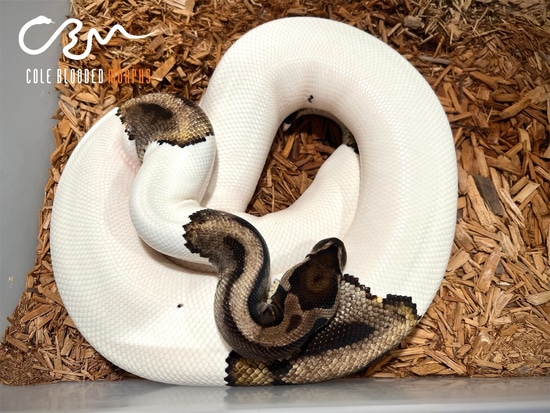 Piebald Ball Python by Cole Blooded Morphs