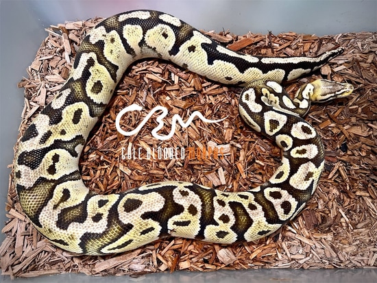 Firefly Ball Python by Cole Blooded Morphs