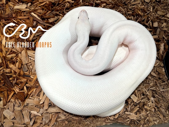 Karma (Phantom Lesser) Blue-Eyed Lucy Ball Python by Cole Blooded Morphs