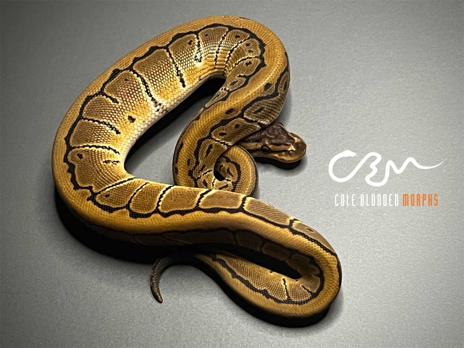 Pinstripe 100% DH Ultramel Cryptic OR Clown Ball Python by Cole Blooded ...