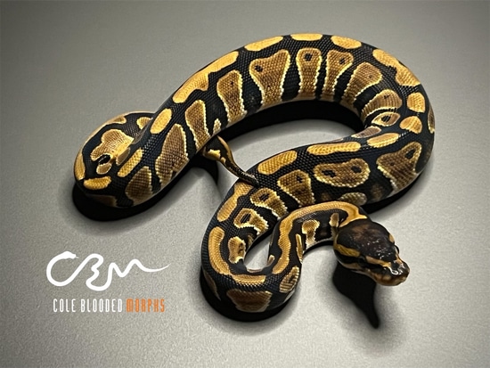 Chocolate 100% DH Ultramel Cryptic OR Clown Ball Python by Cole Blooded ...