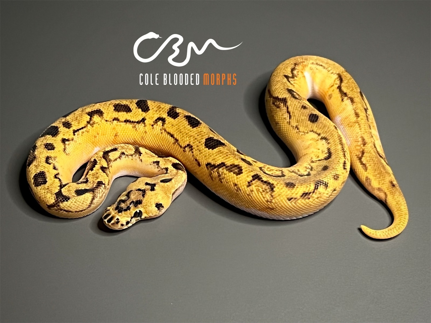 Enchi Pastel Clown Pied Plus Ball Python by Cole Blooded Morphs ...