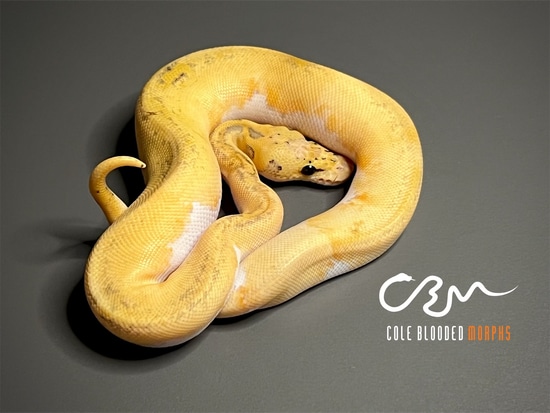 Super Pastel Enchi Clown Pied *No Reserve* Ball Python by Cole Blooded Morphs