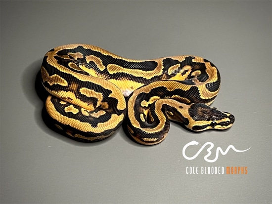 Enchi Pied 100% Het Clown Ball Python by Cole Blooded Morphs