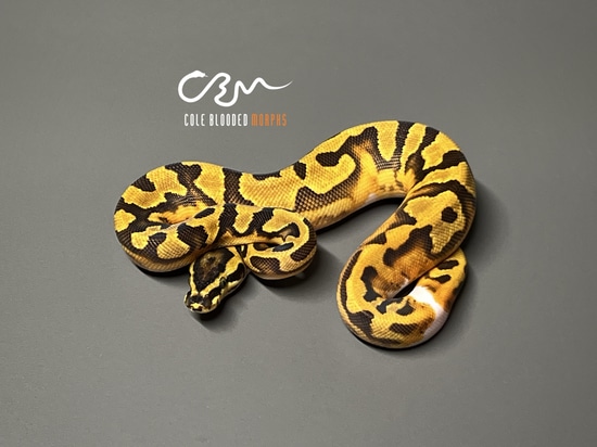 Enchi Pied Het Clown *No Reserve* Ball Python by Cole Blooded Morphs
