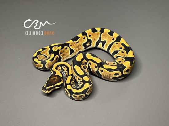 Triple Het Lavender Clown Pied (Holy Grail) Ball Python by Cole Blooded Morphs