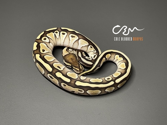 Butter Triple Het Ultramel Genetic Stripe Clown OR Cryptic Ball Python by Cole Blooded Morphs