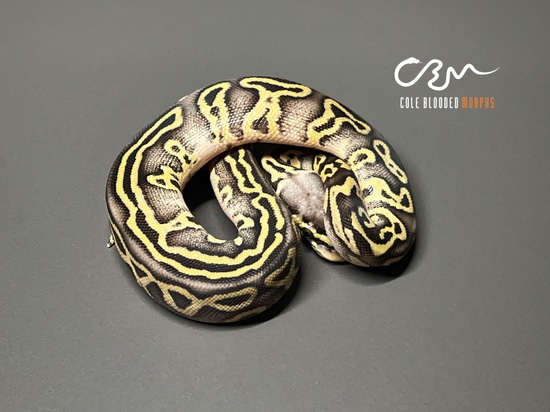Super Pastel Leopard 66% DH Desert Ghost Pied Ball Python by Cole Blooded Morphs