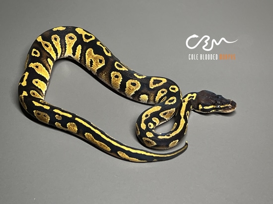 Black Head Pastel 66% Double Het Desert Ghost Pied Ball Python by Cole Blooded Morphs