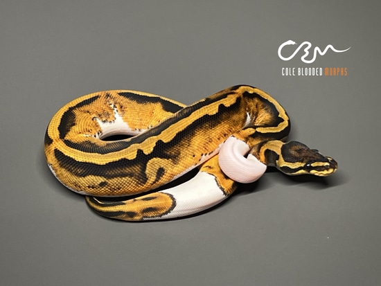 Pied DH Ultramel Clown OR Cryptic Ball Python by Cole Blooded Morphs