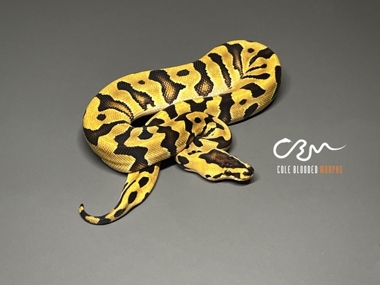 Enchi Crypton DH Ultramel Pied Ball Python by Cole Blooded Morphs