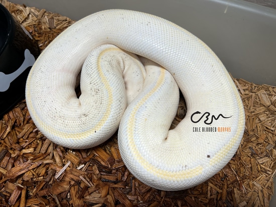 Puma (Spark Yellow Belly) Ball Python by Cole Blooded Morphs