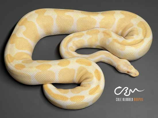 Albino Ball Python by Cole Blooded Morphs