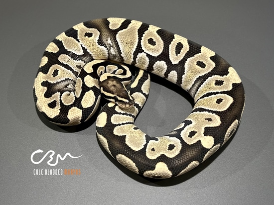 Desert Ghost *Ready To Breed* Ball Python by Cole Blooded Morphs