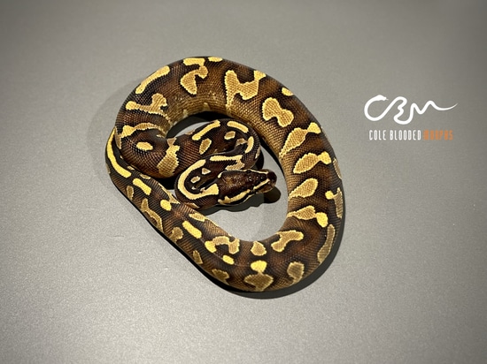 Black Head Enchi Yellow Belly DH Clown Pied Ball Python by Cole Blooded ...