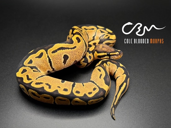 Hypo 66% Het Monsoon Ball Python by Cole Blooded Morphs