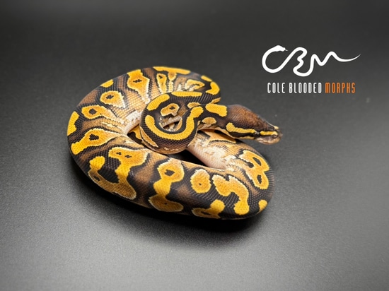 Phantom 66% Het Monsoon 50% Het Hypo Ball Python by Cole Blooded Morphs