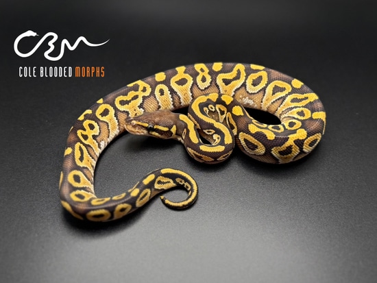 Mojave 66% Het Monsoon 50% Het Hypo Ball Python by Cole Blooded Morphs