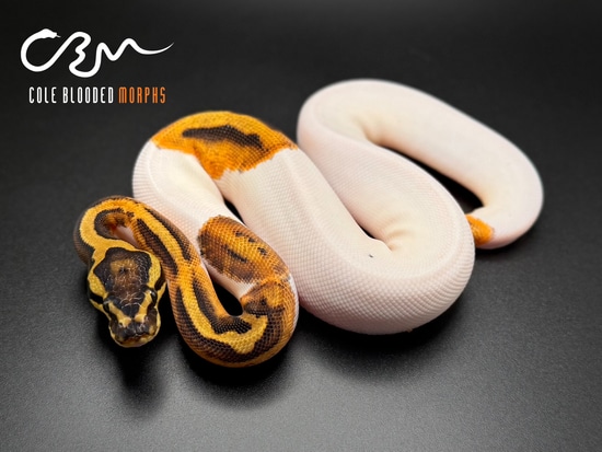 Enchi Leopard Pied Het Clown Ball Python by Cole Blooded Morphs