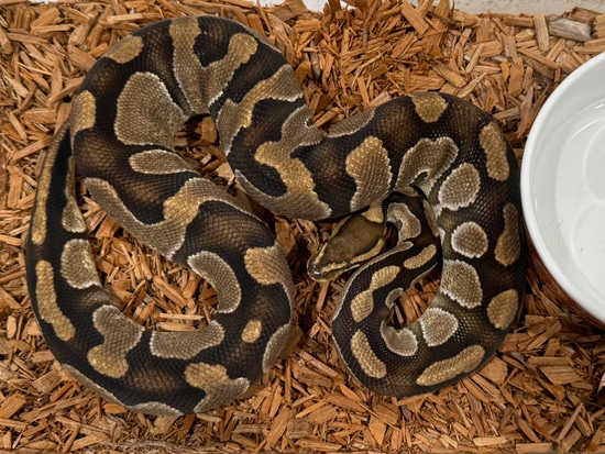 Chocolate Enchi 100% DH Hypo Clown Ball Python by Cole Blooded Morphs