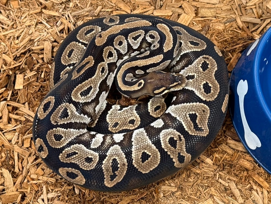 Black Head Ball Python by Cole Blooded Morphs