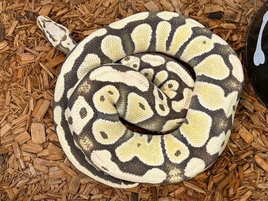 Pastel Desert Ghost Ball Python by Cole Blooded Morphs