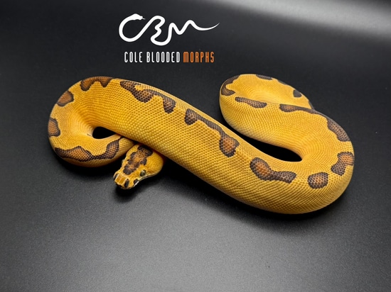 Super Enchi Clown Ball Python by Cole Blooded Morphs