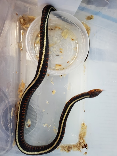 Captive Bred Oregon Red-Sided Garter Snake by C Cubed Exotics