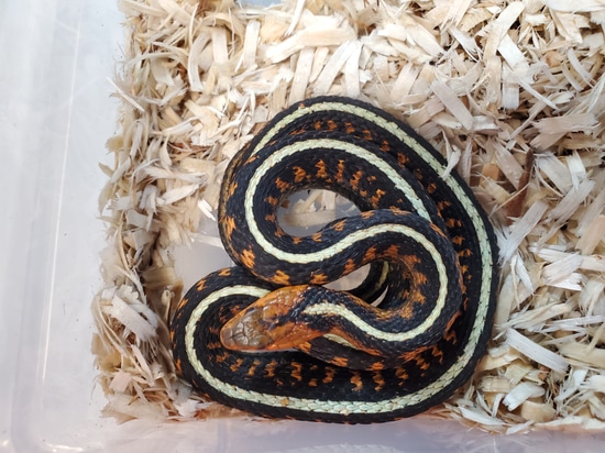 LTC Oregon Red-Sided Garter Snake by C Cubed Exotics