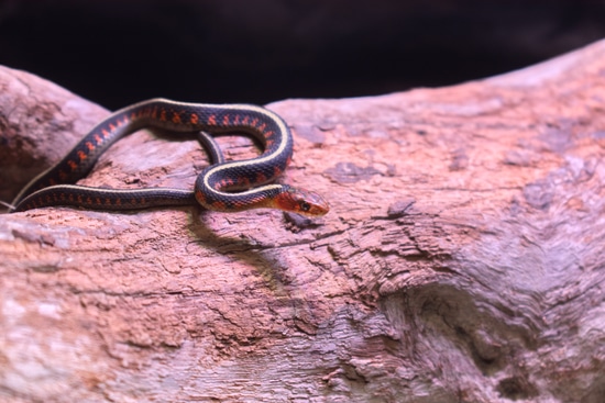 Oregon Red-sided Garters Garter Snake by C Cubed Exotics