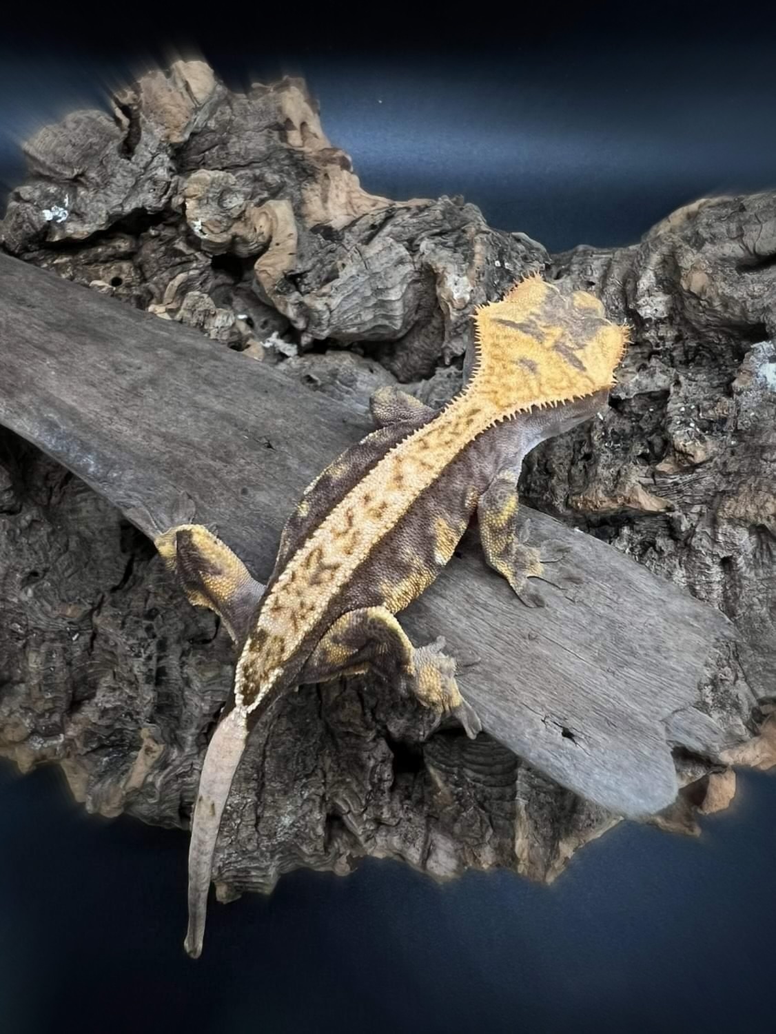 Lavender Cream Crested Gecko by CTG Scales and Tails - MorphMarket