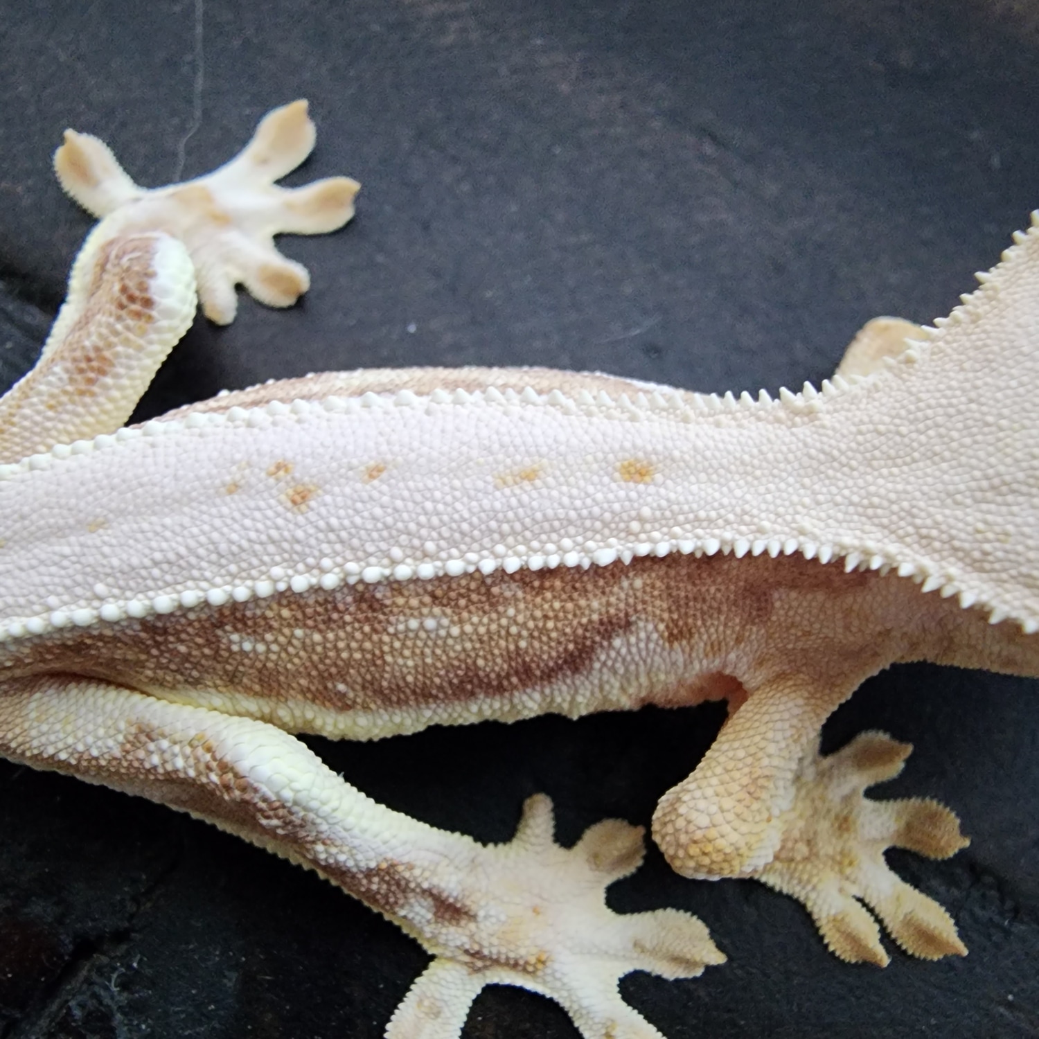 OVERSTOCK SALE Lavender Lilly White Crested Gecko by CTG Scales and ...