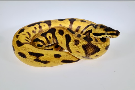 Orange Dream Enchi Pastel Leopard Yellowbelly Het Clown Ball Python by ...