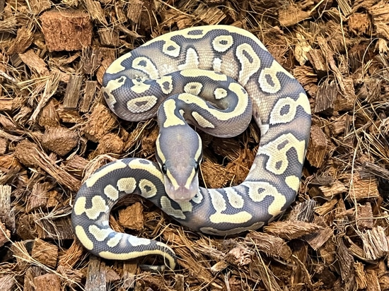 Mojave Ghost Ball Python by Rocky Mountain Reptiles