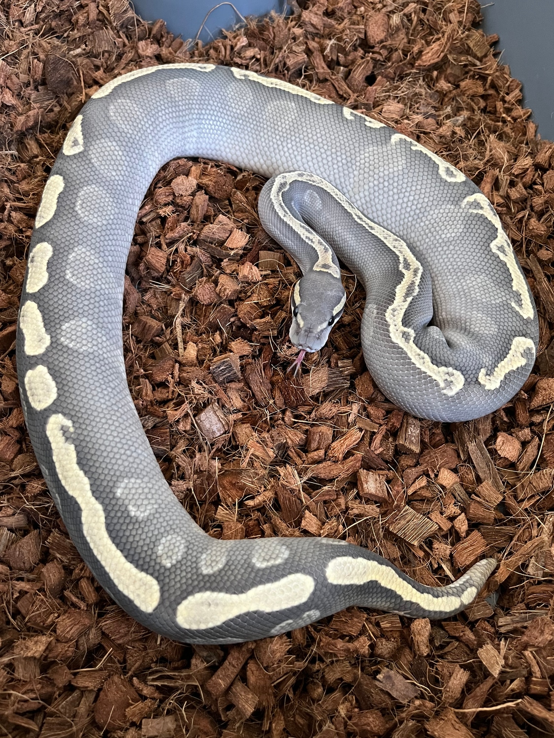 GHI Mojave Ghost Proven Breeder Ball Python by Rocky Mountain Reptiles ...