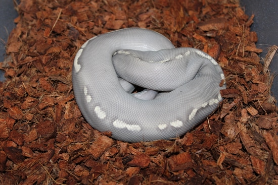 Super GHI Mojave Ghost Ball Python by Rocky Mountain Reptiles