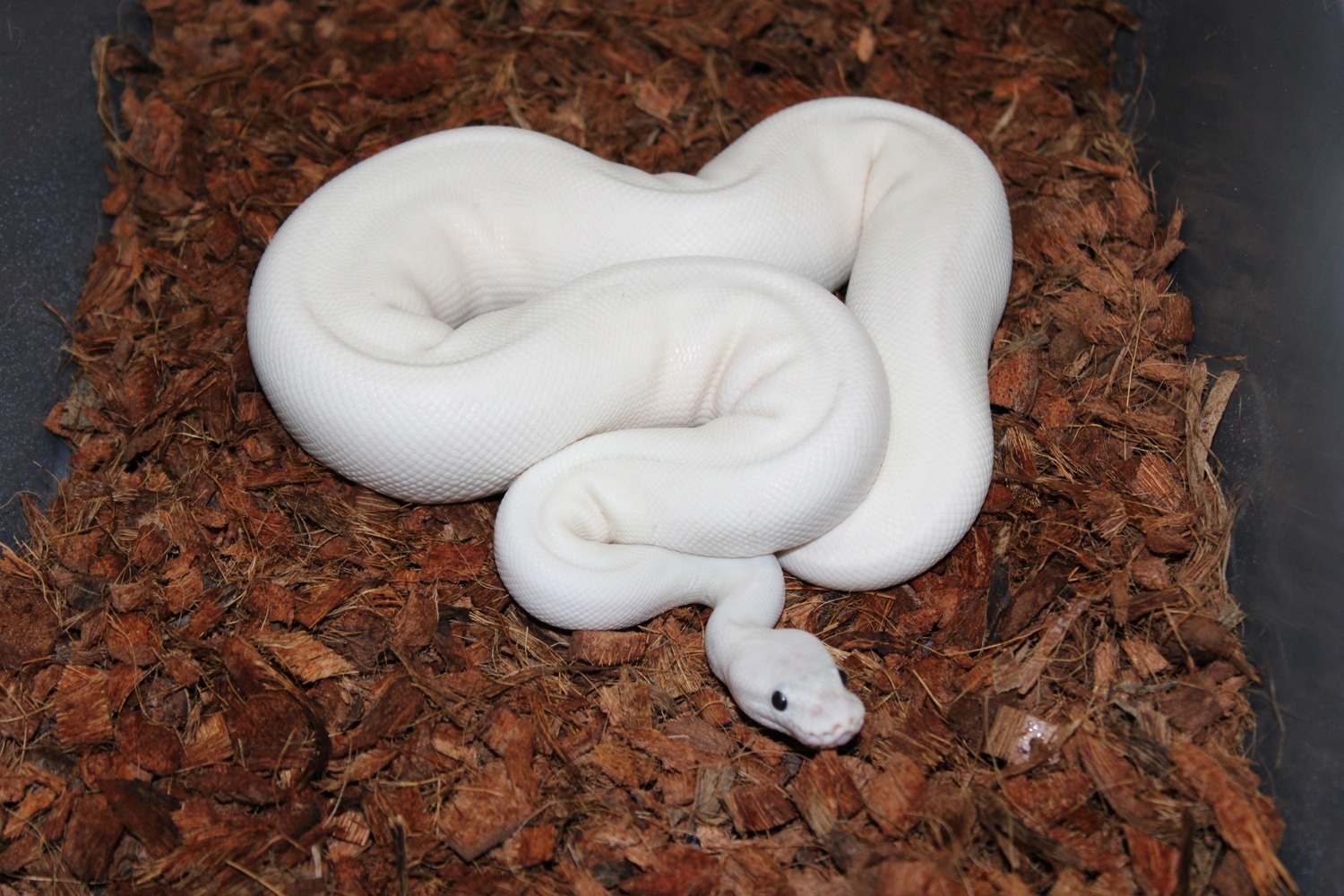 Hypo GHI/Super GHI BEL (Super Mojave) Ball Python by Rocky Mountain ...