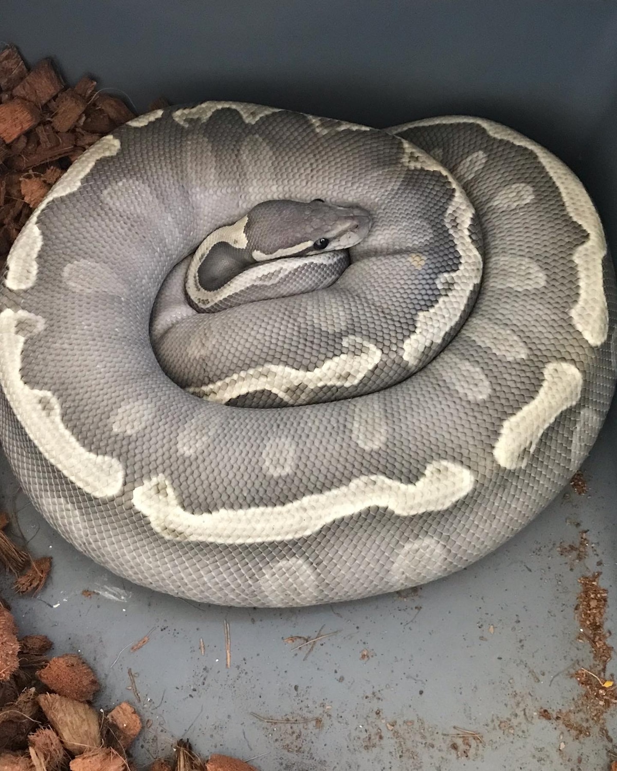 *PROVEN GHI Mojave Hypo Ball Python by Rocky Mountain Reptiles ...