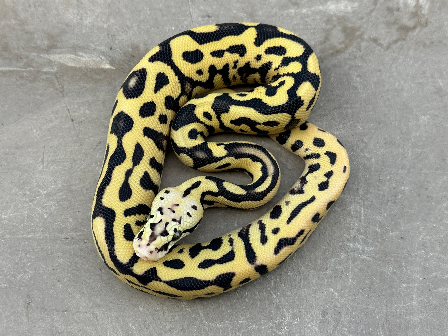 Pastel Spotnose Leopard Desert Ghost Het Clown Ball Python by Rocky ...