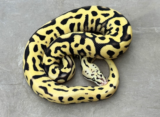 Pastel Spotnose Leopard Desert Ghost Het Clown Ball Python by Rocky ...